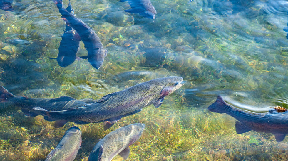 Angeln am Forellensee | XTREME Tackle